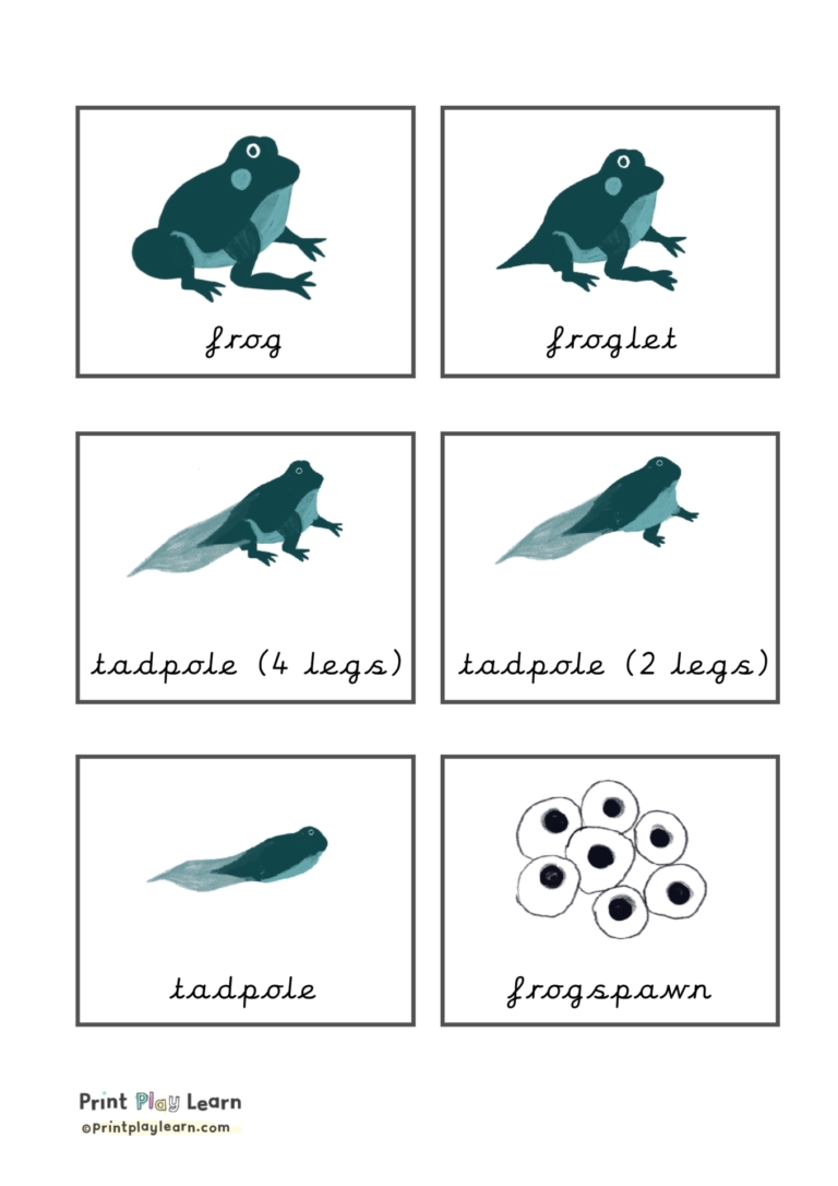 Frog Life Cycle cursive flashcards - Printable Teaching Resources ...
