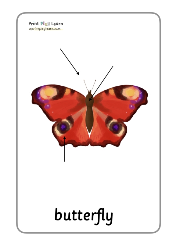 Insect Posters - description labels - Printable Teaching Resources ...