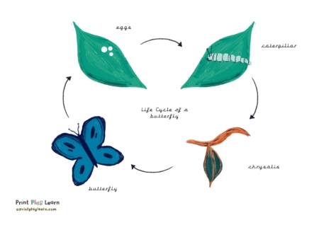 Poster for children: Life Cycle of a Butterfly - Printable Teaching ...