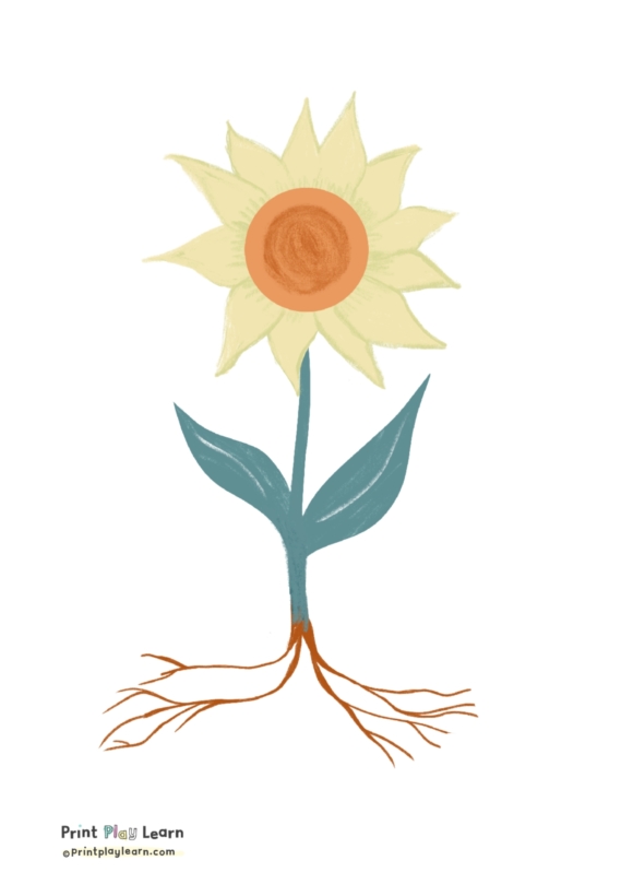 Parts of a sunflower posters - Printable Teaching Resources - Print ...