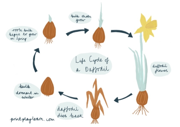 Daffodil (bulb) life cycle flashcards - Printable Teaching Resources ...