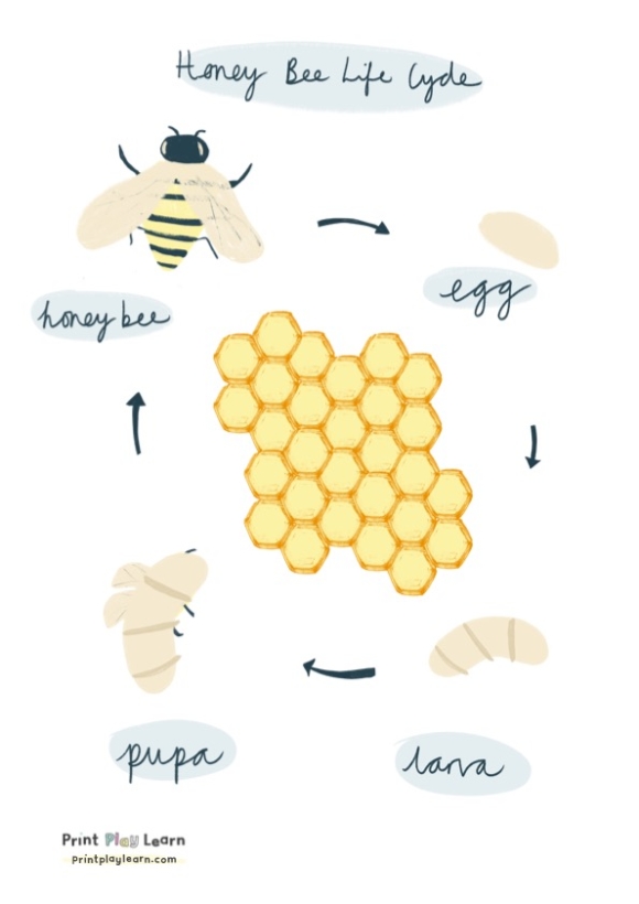 Honey Bee Life Cycle (Montessori) - Printable Teaching Resources ...