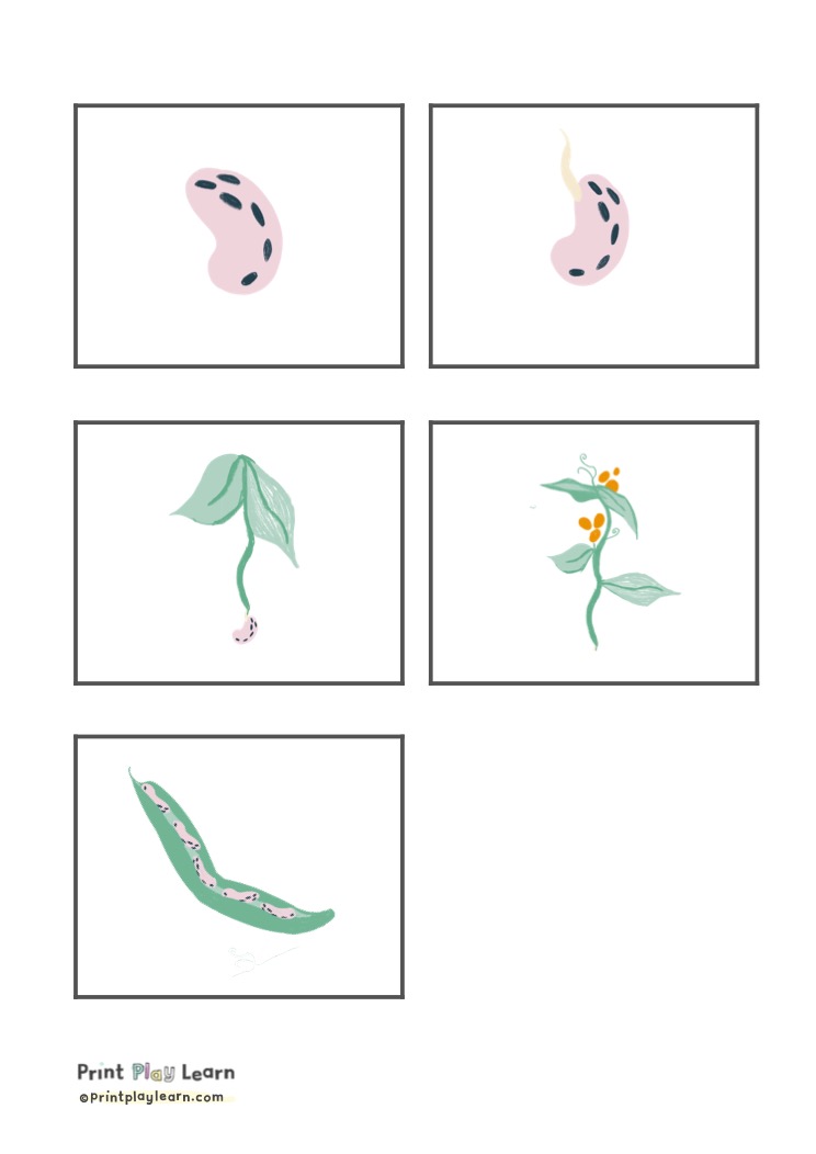 Life Cycle Runner Bean (flashcards images) - Printable Teaching ...