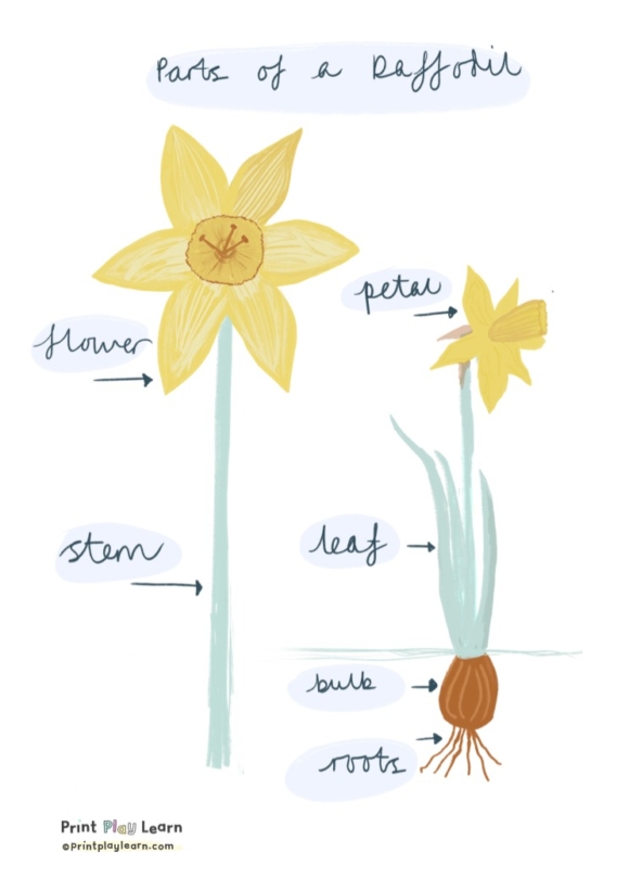 Parts of a Daffodil Poster for Kids - Printable Teaching Resources ...