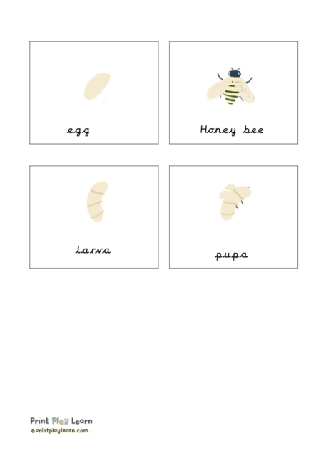 Honey bee Flashcards for children - Printable Teaching Resources ...