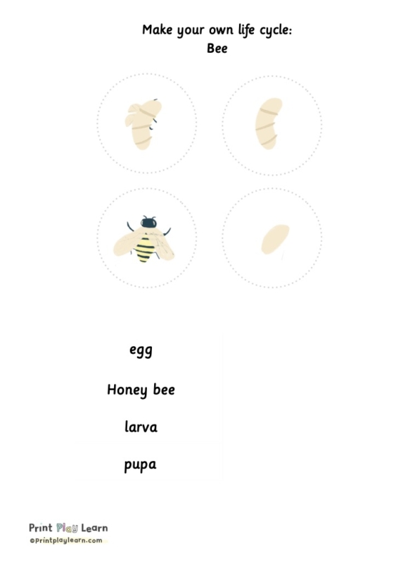 Honey Bee Life Cycle (Montessori) - Printable Teaching Resources ...