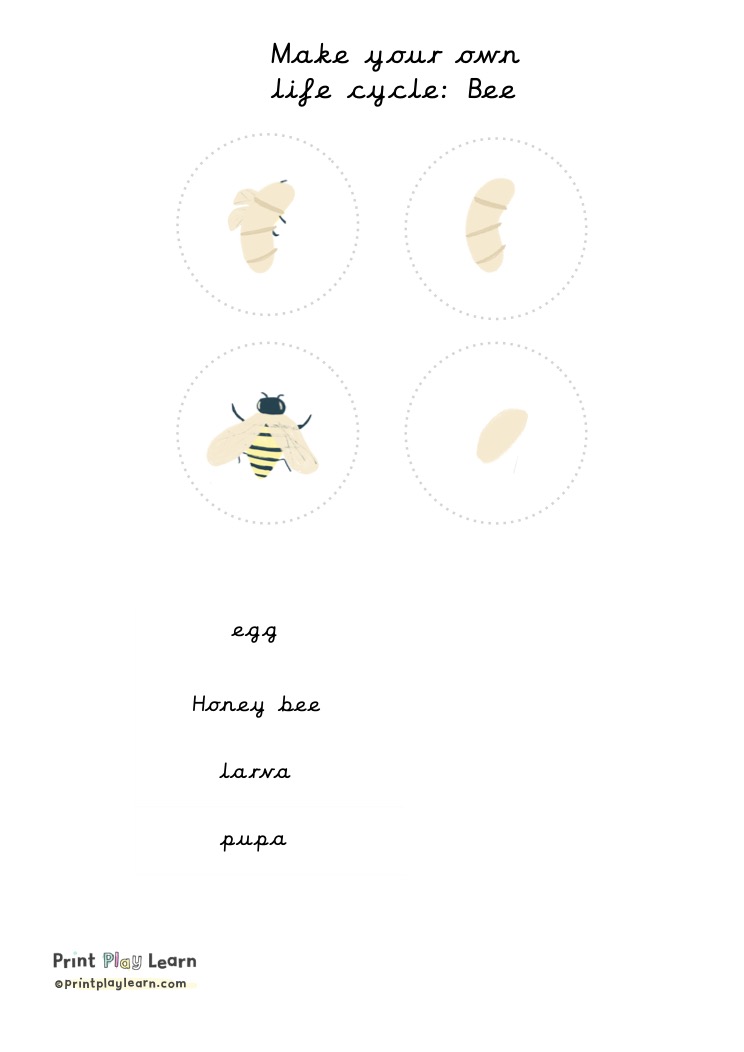 Honey Bee Life Cycle (Montessori) - Printable Teaching Resources ...