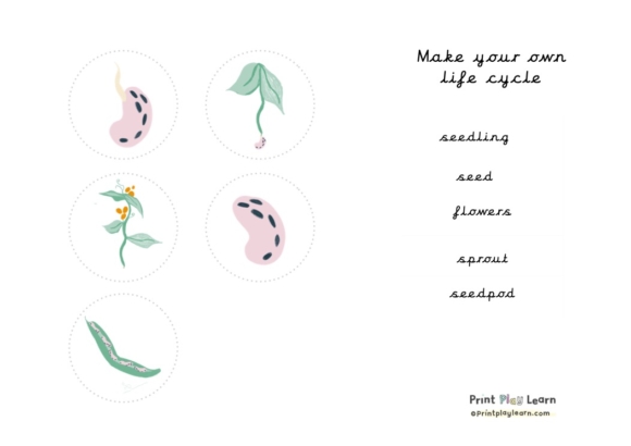 Make your own life cycle: runner bean make your own life cycle - Print ...