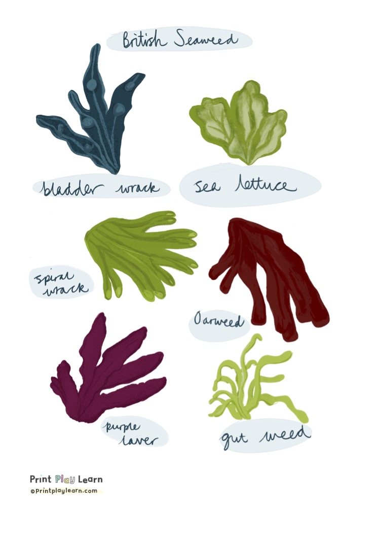 Seaweed: Poster for Children - Printable Teaching Resources - Print ...