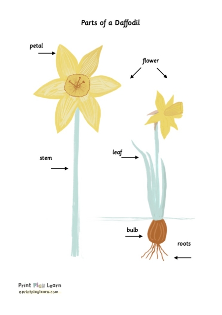 Parts of a daffodil poster (Montessori font) - Printable Teaching ...
