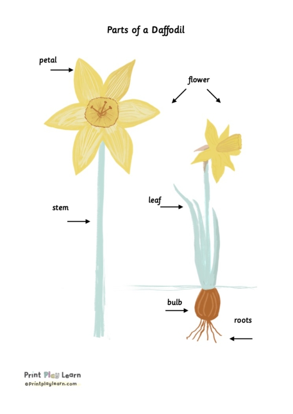 Flowers + Plants - Page 1 - Free Teaching Resources - Print Play Learn