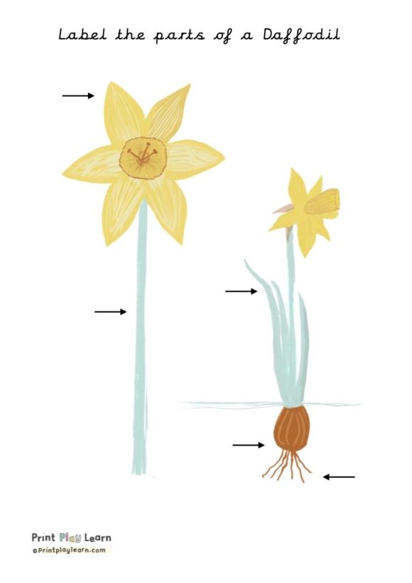 Parts of a daffodil poster (Montessori font) - Printable Teaching ...