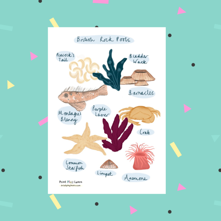 Learning Mat for children: Rock Pool - Printable Teaching Resources ...