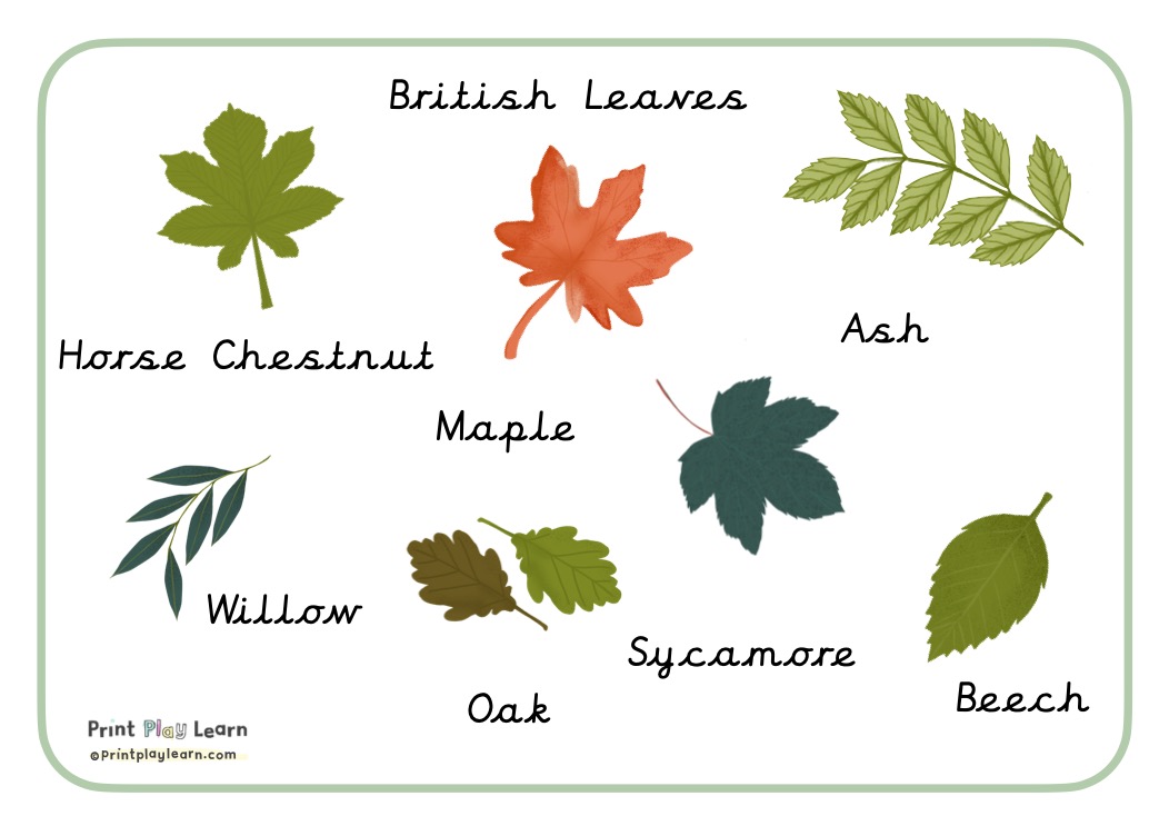 Word Mat for Children: British Leaves - Printable Teaching Resources ...