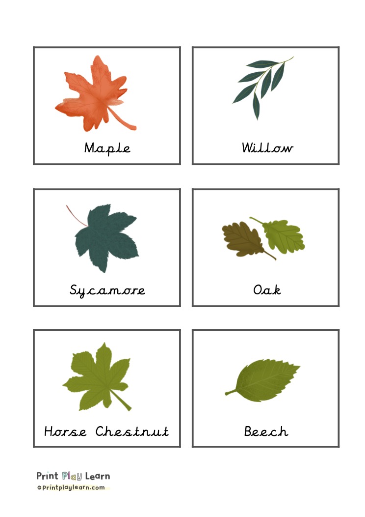 British Leaves: Flashcards for children (cursive) - Printable Teaching ...