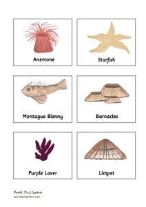 Rock Pool Montessori Flaschards - Printable Teaching Resources - Print ...