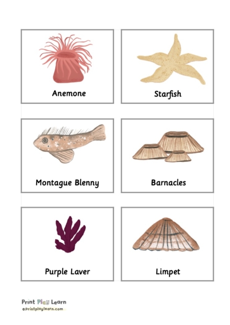 Rock Pool Montessori Flaschards - Printable Teaching Resources - Print ...