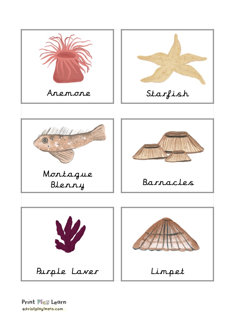 Flashcards for Children: Rock Pool - Printable Teaching Resources ...