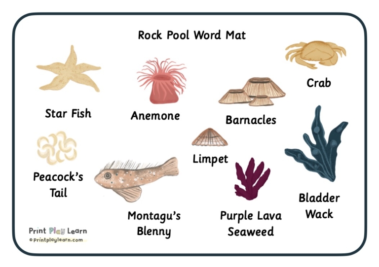Learning Mat for children: Rock Pool - Printable Teaching Resources ...