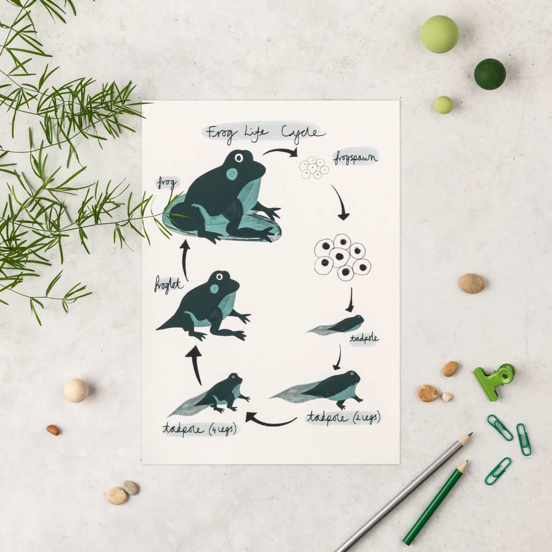 Frog Life Cycle Poster - Printable Teaching Resources - Print Play Learn