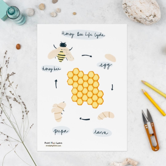 Life Cycle of a Honey Bee: Poster for children - Printable Teaching ...