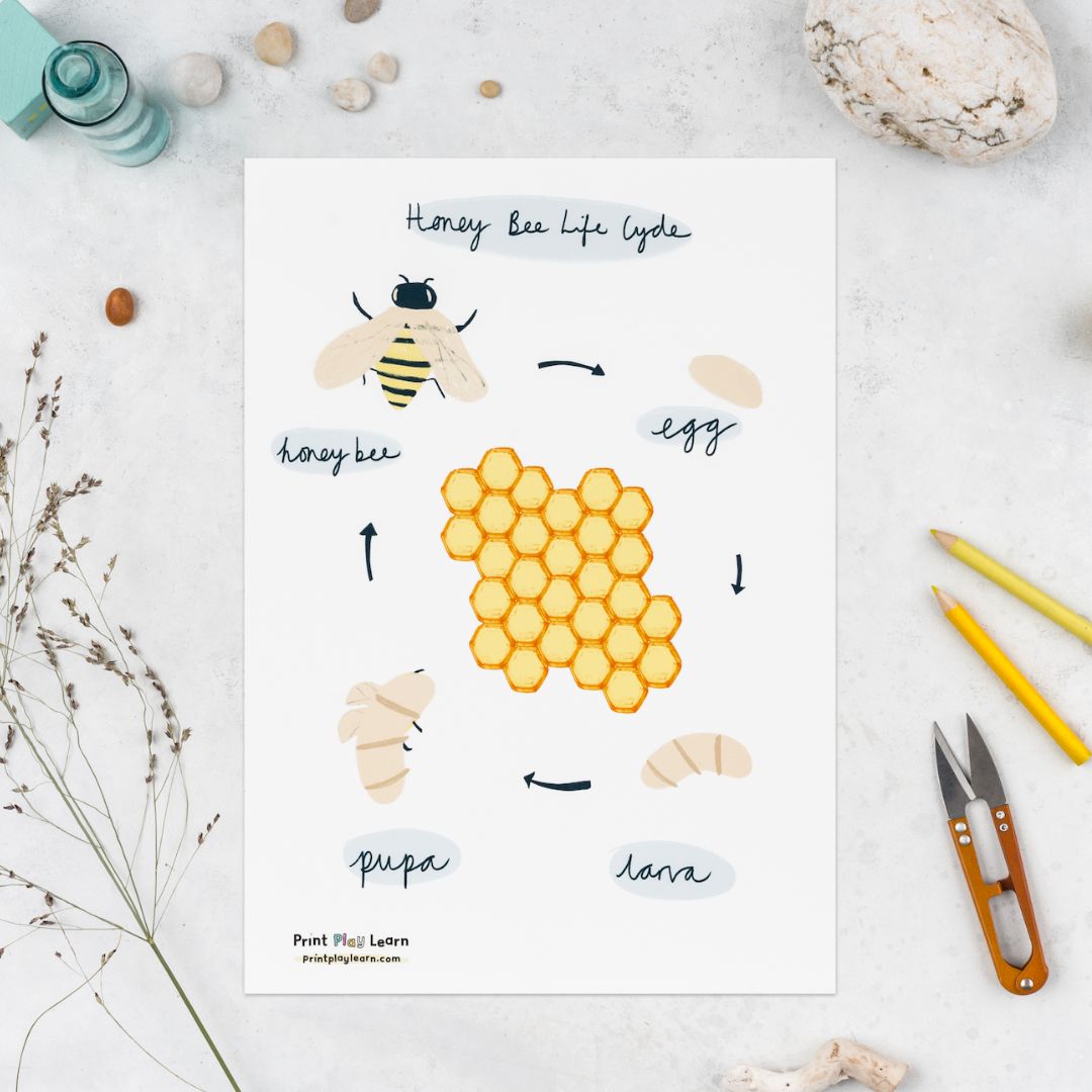 Life Cycle of a Honey Bee: Poster for children - Printable Teaching ...
